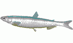 Cataloging Tool, Fish Catalog, Sample: Surf Smelt